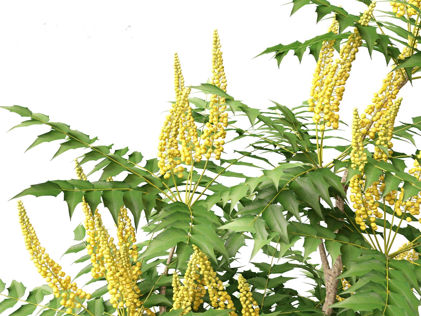3D Mahonia Japonica - Japanese Mahonia - TurboSquid 2147534