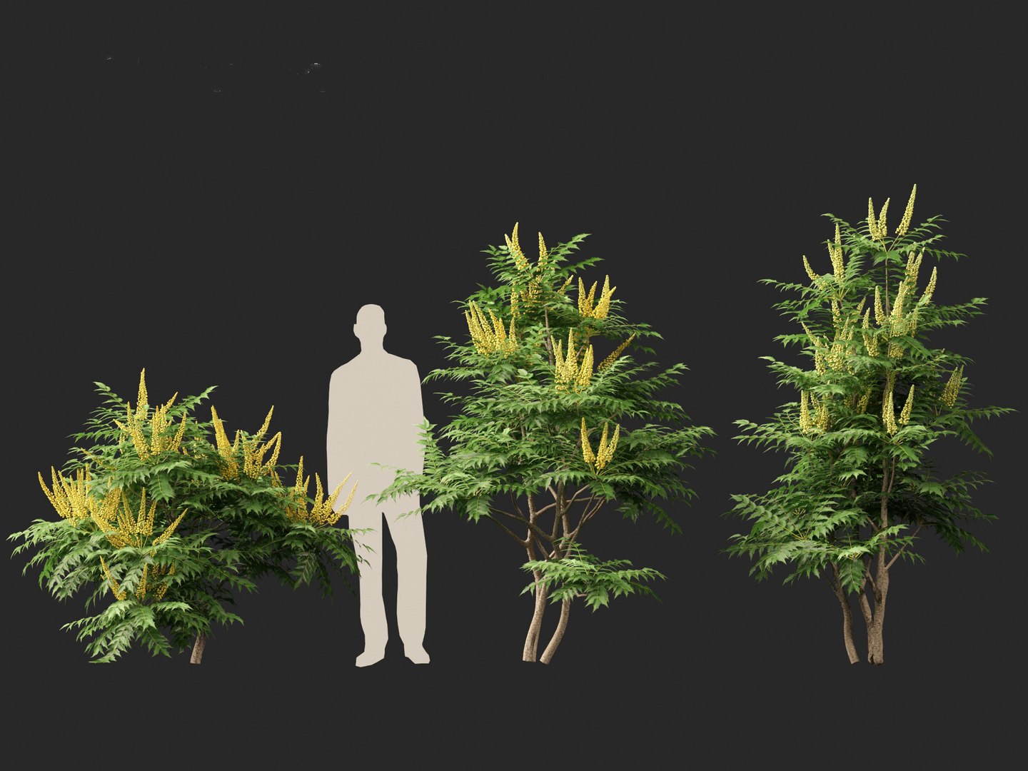 3D Mahonia Japonica - Japanese Mahonia - TurboSquid 2147534