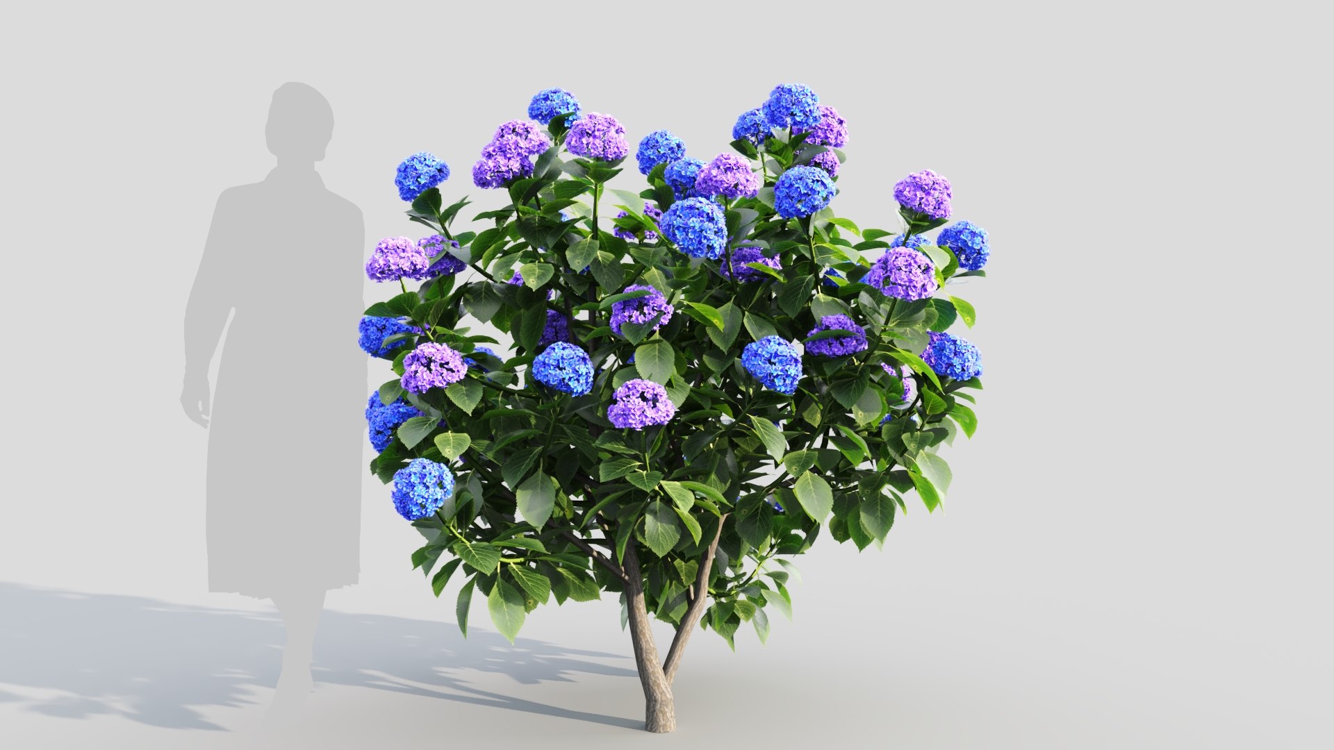 3D Hydrangea Macrophylla C - TurboSquid 2158170