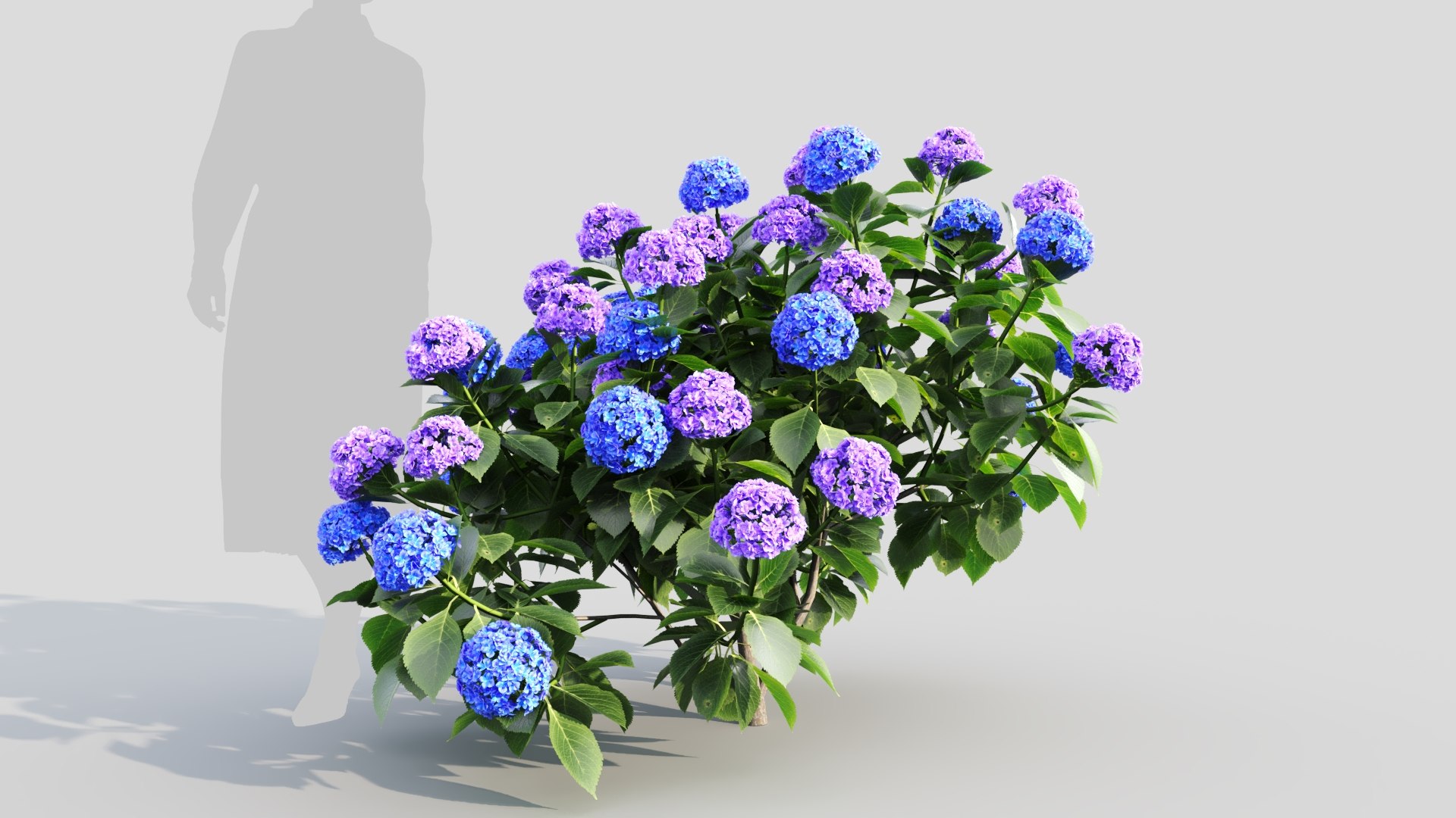 3D Hydrangea Macrophylla C - TurboSquid 2158170