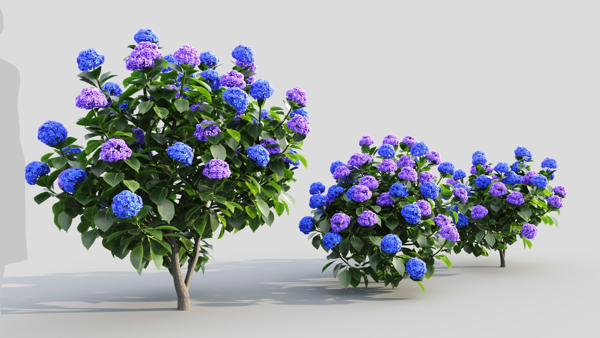 3D Hydrangea Macrophylla C - TurboSquid 2158170