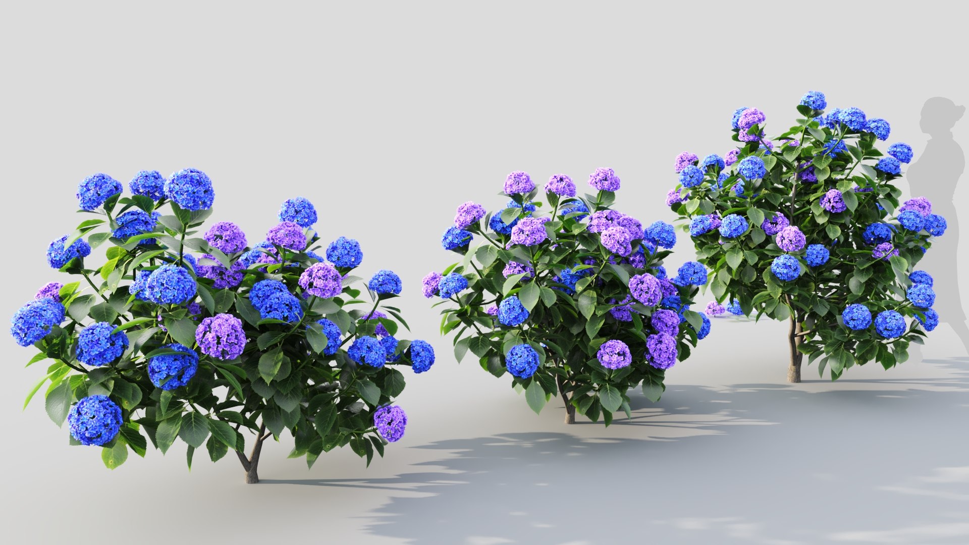 3D Hydrangea Macrophylla C - TurboSquid 2158170