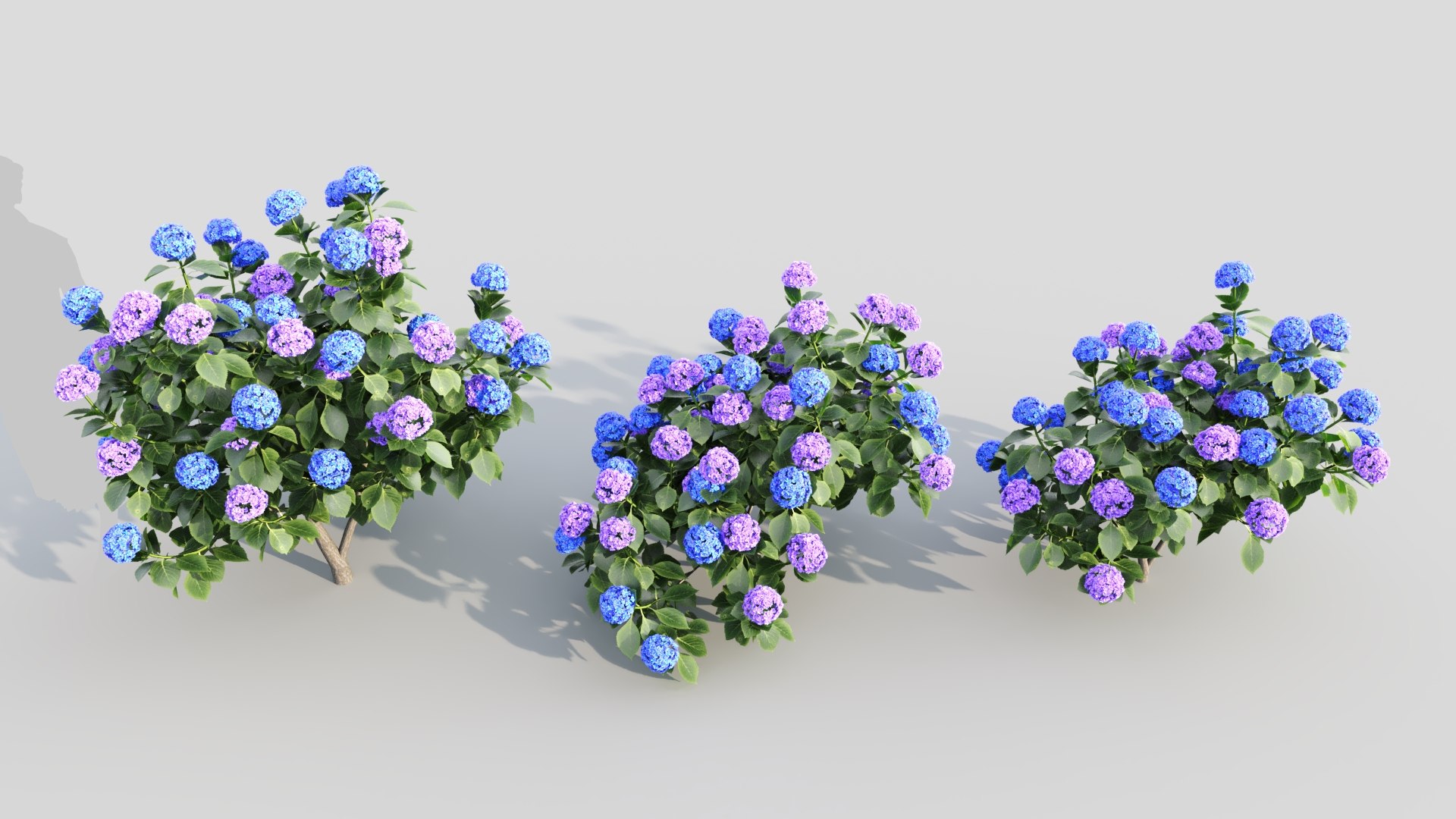 3D Hydrangea Macrophylla C - TurboSquid 2158170
