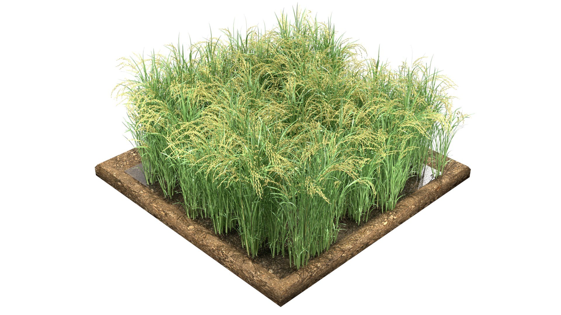 Green Rice Field Section Model - TurboSquid 2410362