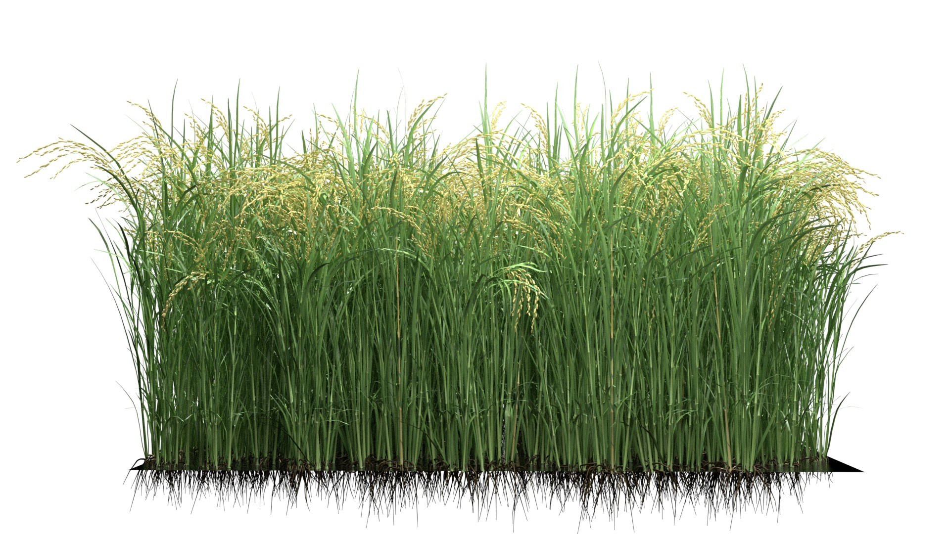 Green Rice Field Section Model - TurboSquid 2410362