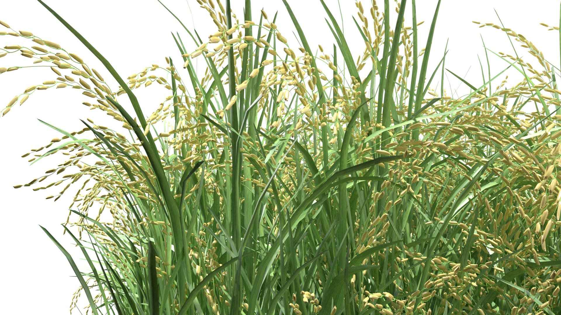 Green Rice Field Section Model - TurboSquid 2410362