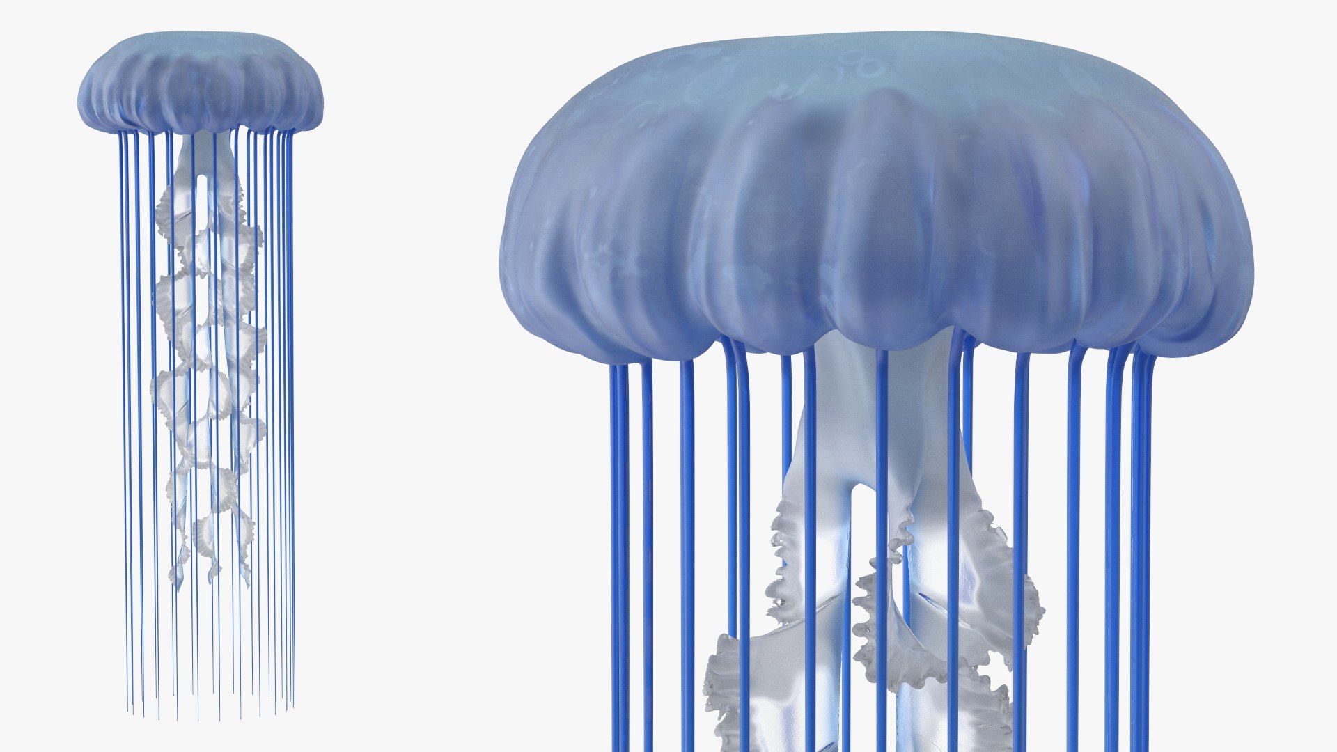 3D Electric Blue Jellyfish Rigged - TurboSquid 2385962