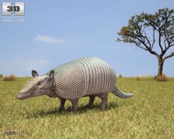 Armadillo Maya Models for Download | TurboSquid