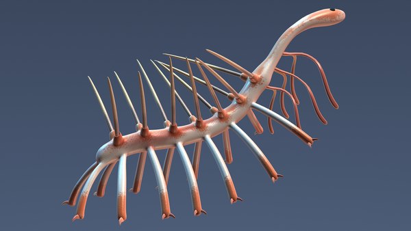 Anomalocaris hallucigenia wiwaxia 3D - TurboSquid 1577269