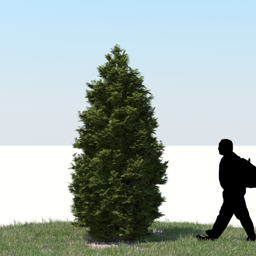 Realistic Thuja Tree 3d Model