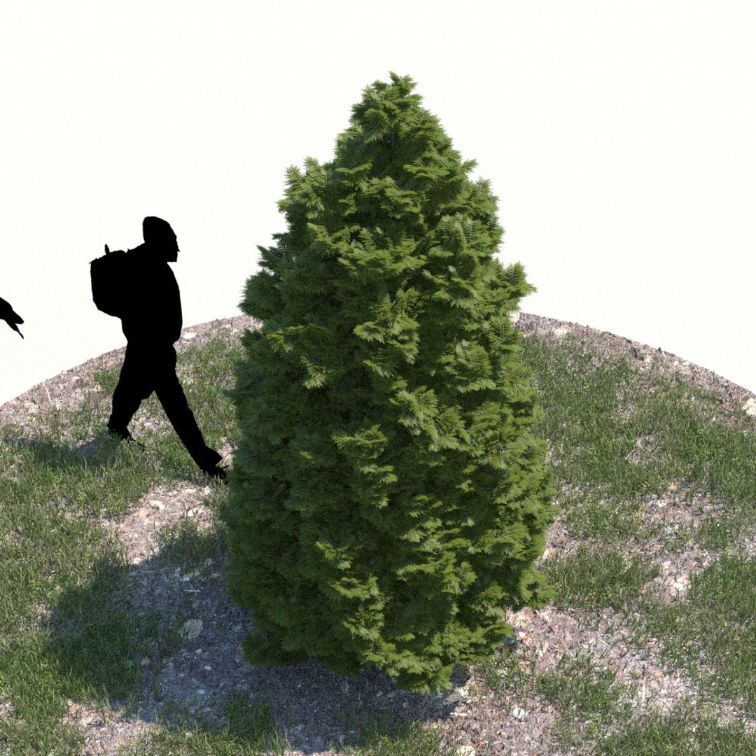Realistic Thuja Tree 3d Model