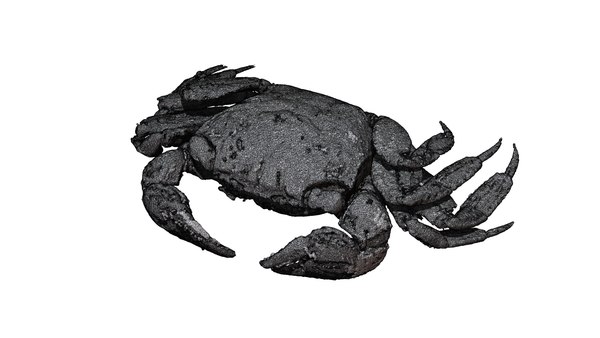 3D model Crab CT scan - TurboSquid 1775100
