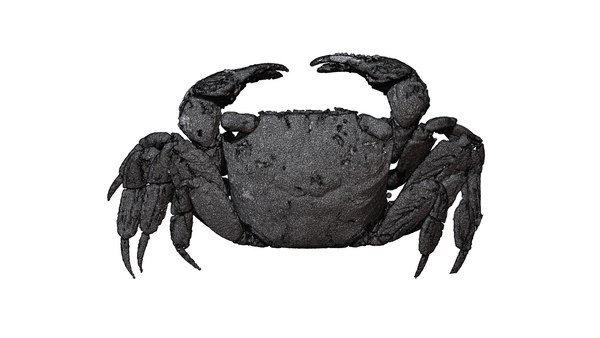 3D model Crab CT scan - TurboSquid 1775100
