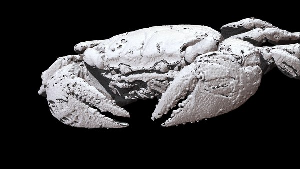 3D model Crab CT scan - TurboSquid 1775100