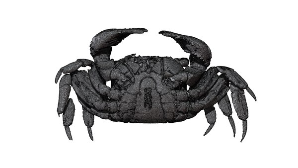 3D model Crab CT scan - TurboSquid 1775100