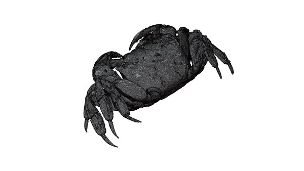 3D model Crab CT scan - TurboSquid 1775100