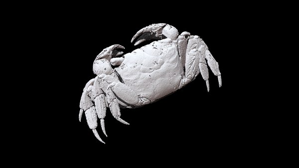 3D model Crab CT scan - TurboSquid 1775100