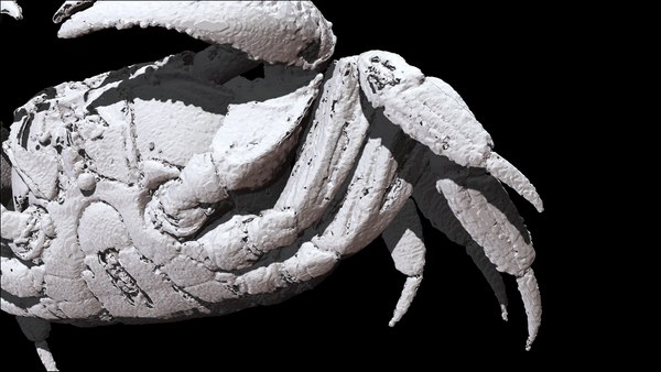 3D model Crab CT scan - TurboSquid 1775100