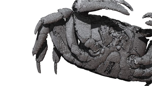 3D model Crab CT scan - TurboSquid 1775100