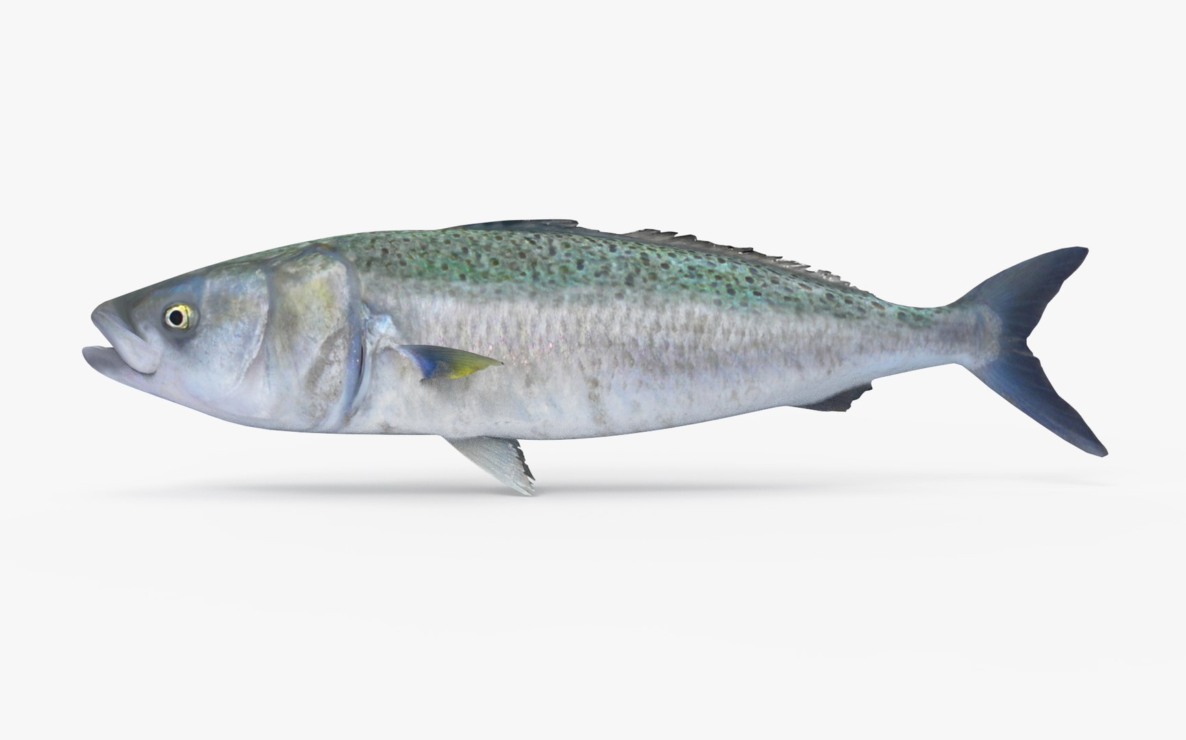 Australian Salmon Kahawai 2 3D model - TurboSquid 1923736