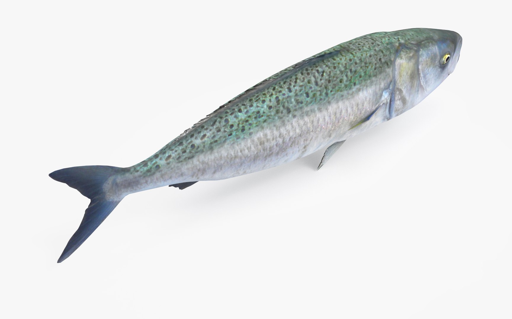 Australian Salmon Kahawai 2 3D model - TurboSquid 1923736