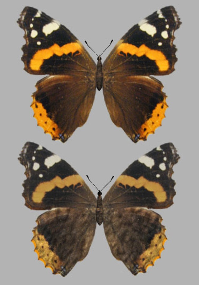 Maya Butterfly Wings