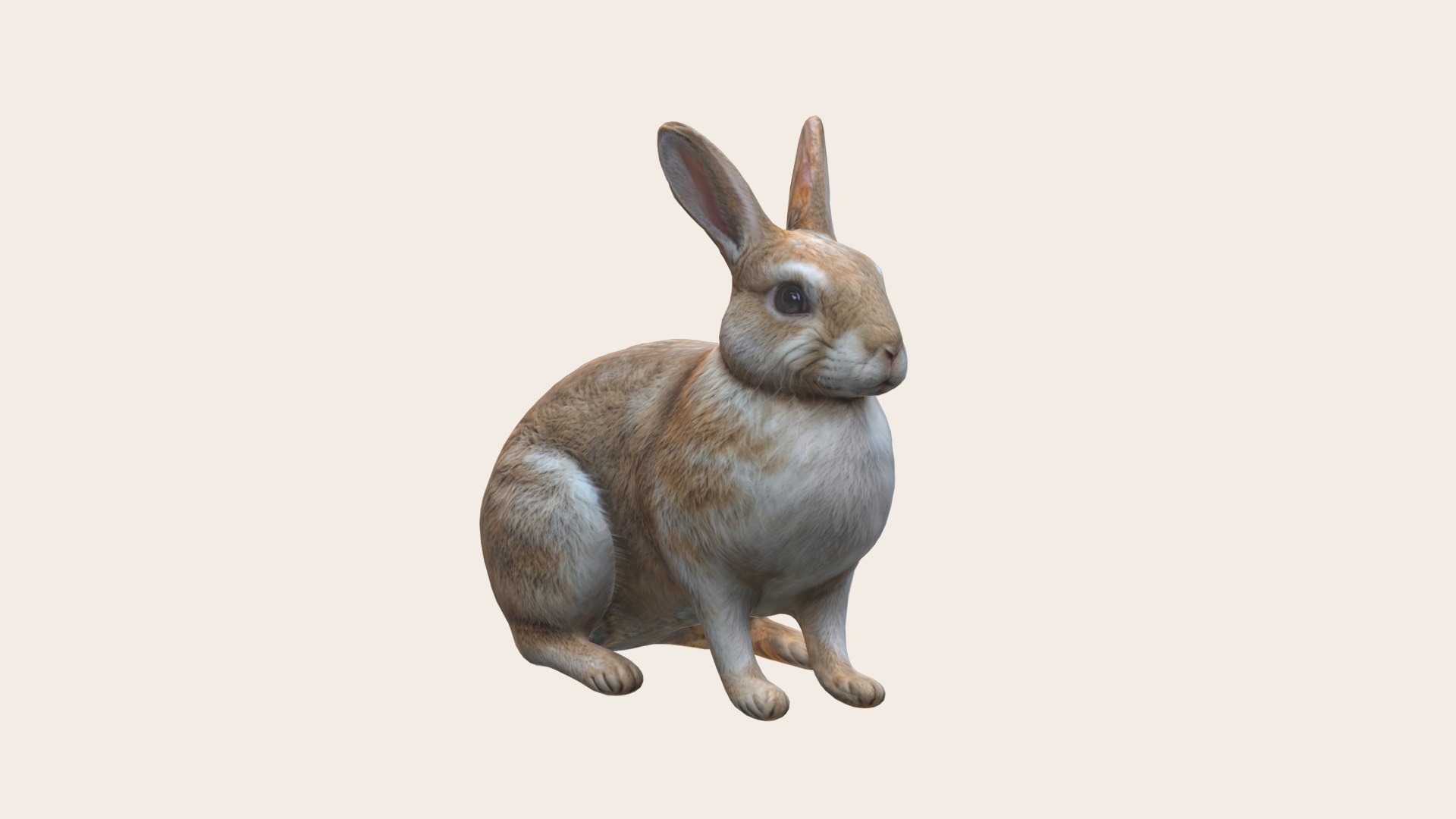 Rabbit 3D - TurboSquid 2270229