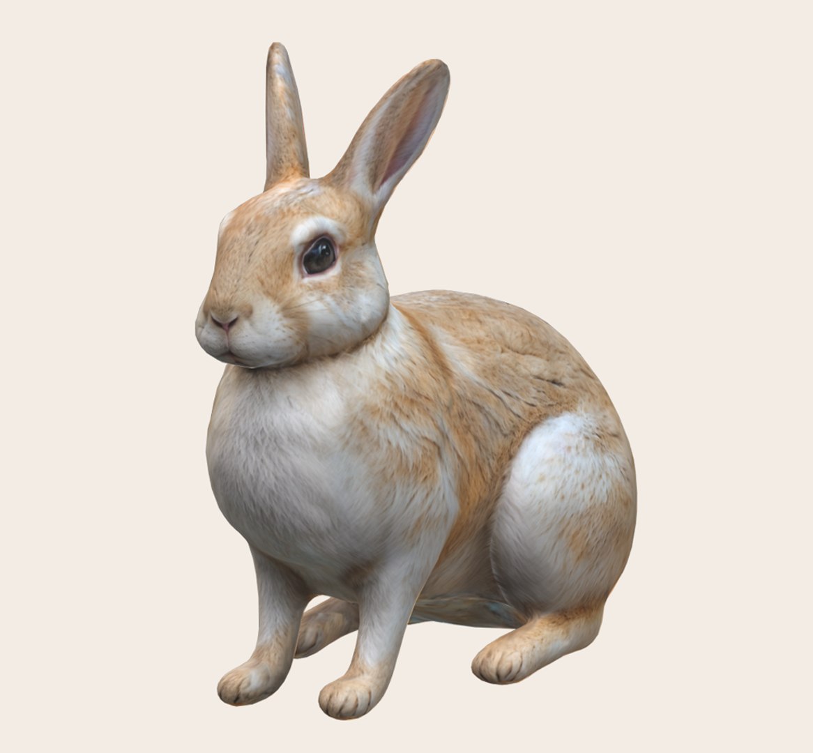 Rabbit 3D - TurboSquid 2270229