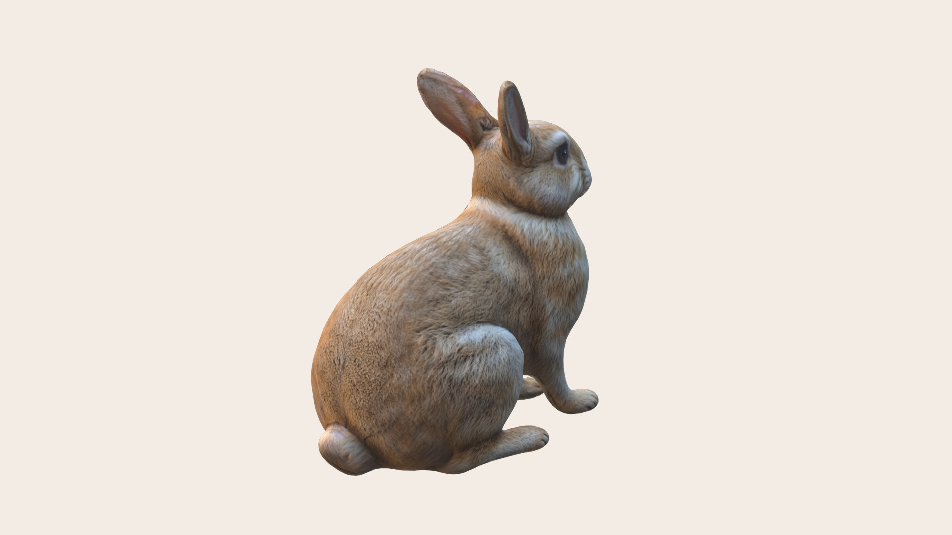 Rabbit 3D - TurboSquid 2270229