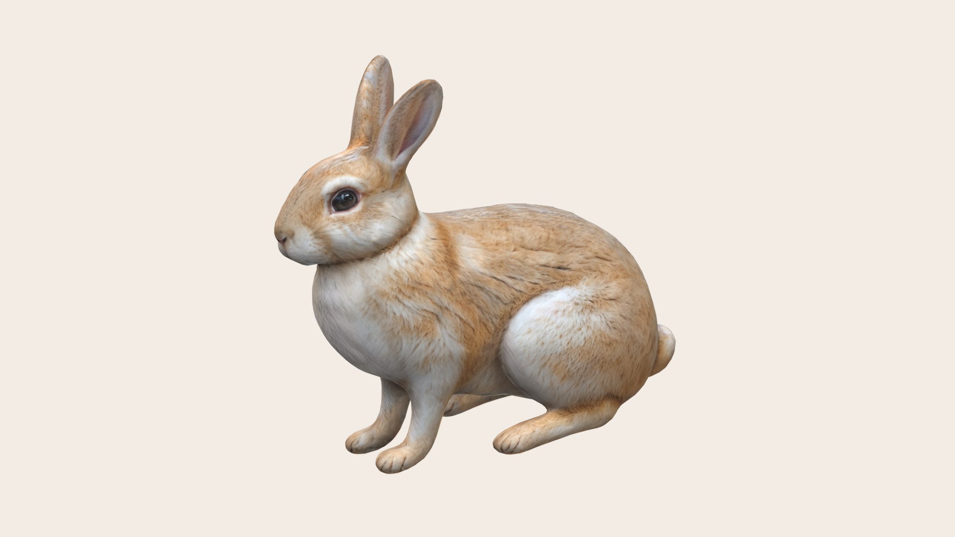 Rabbit 3d Turbosquid 2270229