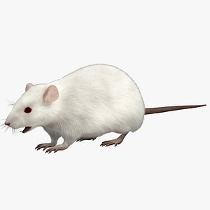 3D Mouse Models - Browse & Download Formats - TurboSquid