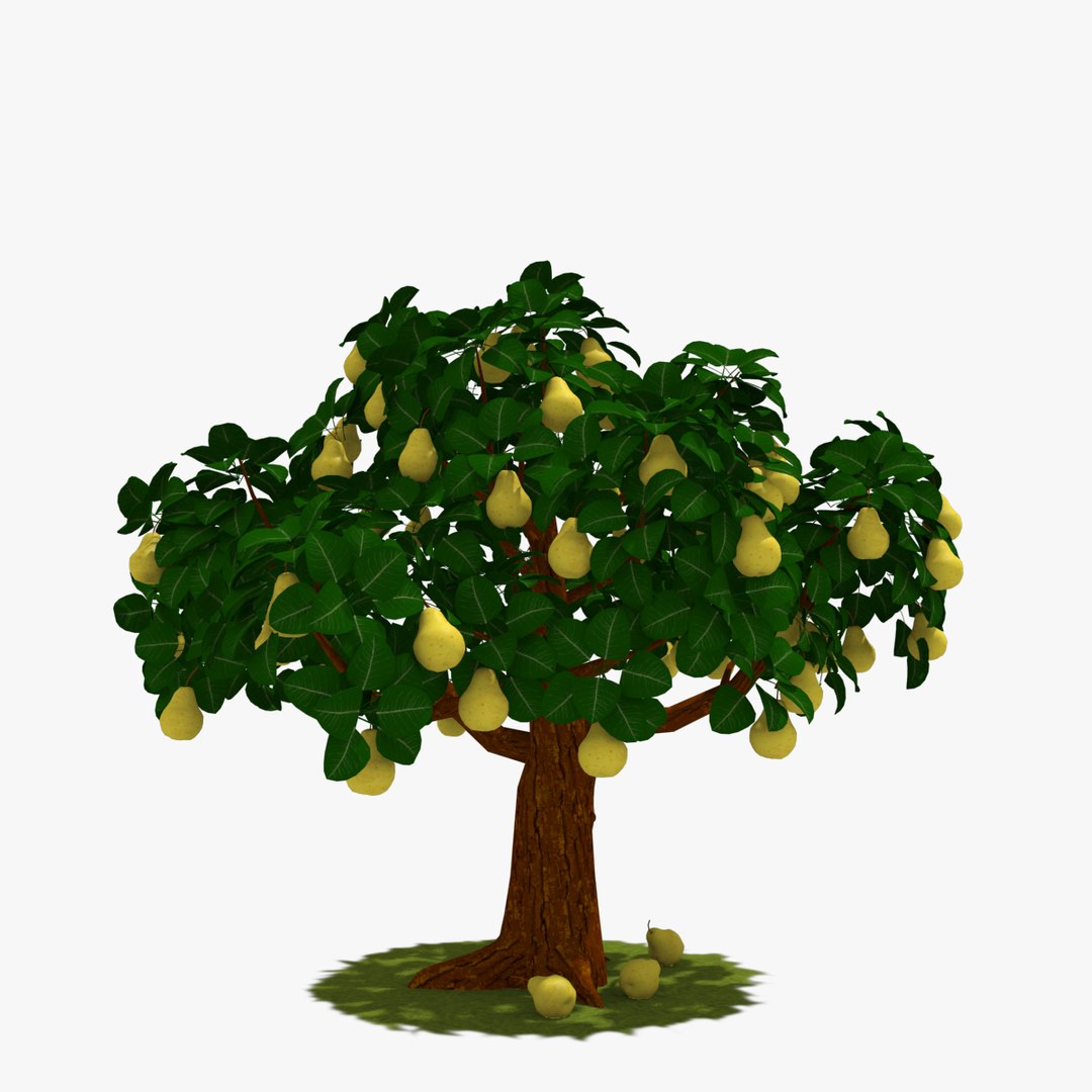 3d Pear Tree Model