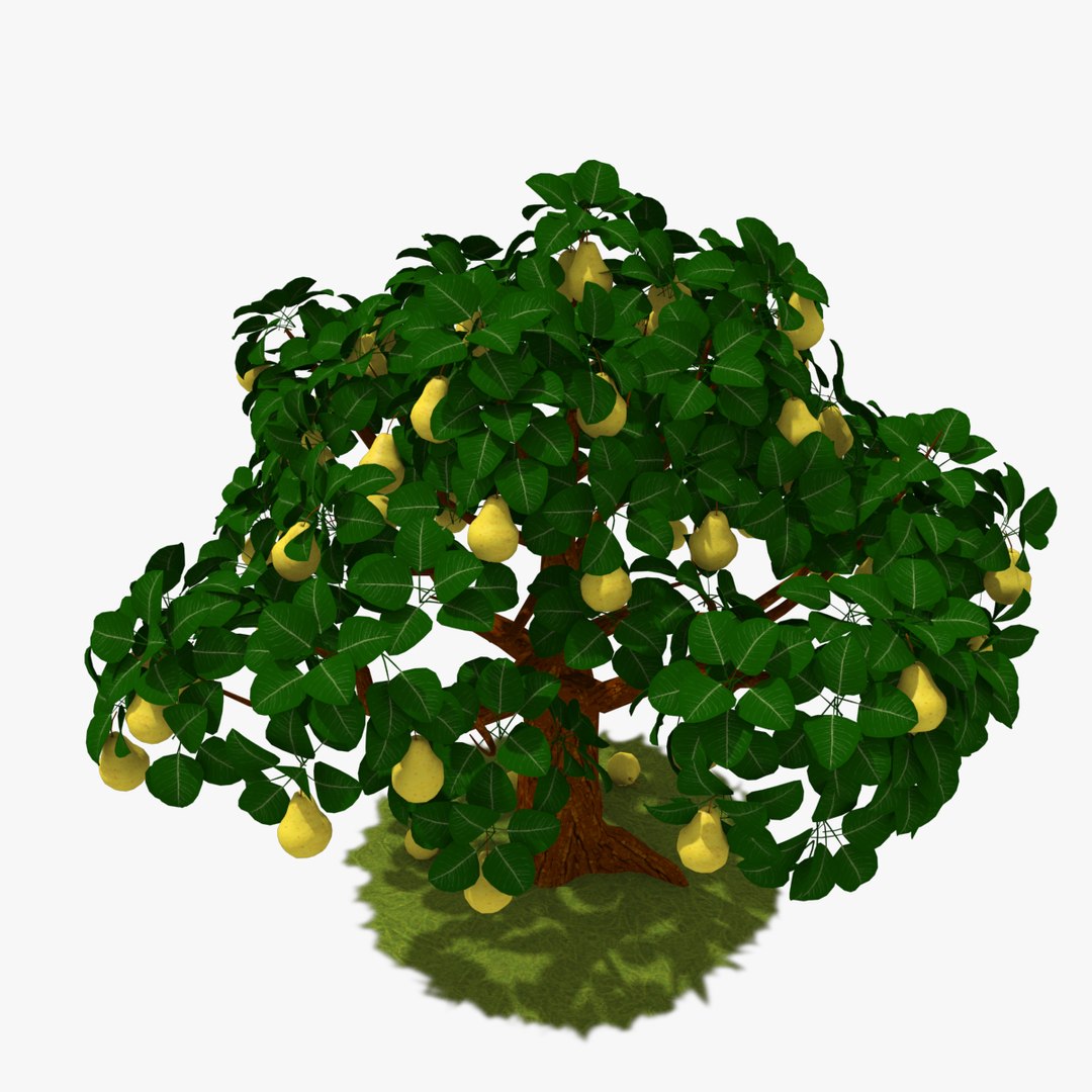 3d pear tree model