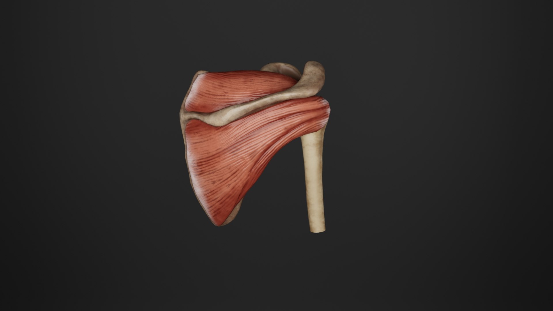 Human Anatomy-Right Upper Shoulder Anterior View Model - TurboSquid 2218471