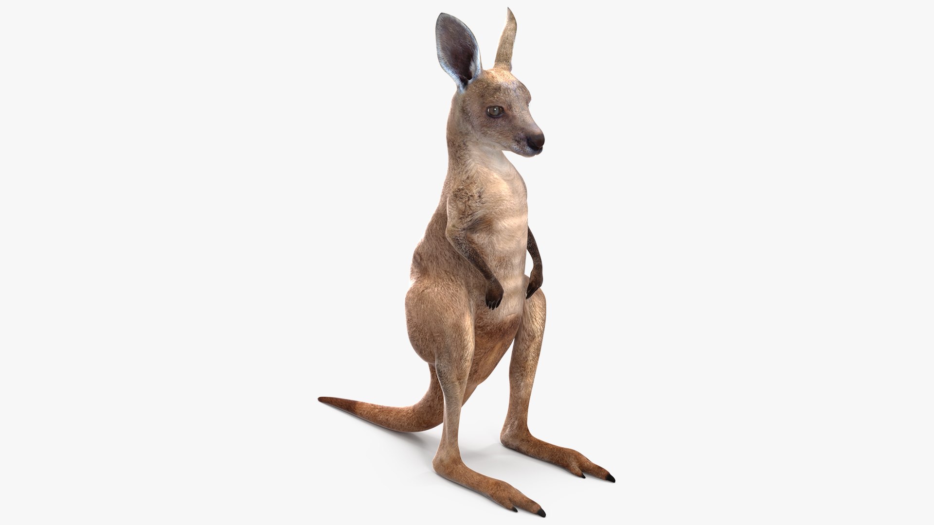3D Baby Kangaroo In Standing Pose Model - TurboSquid 2248102
