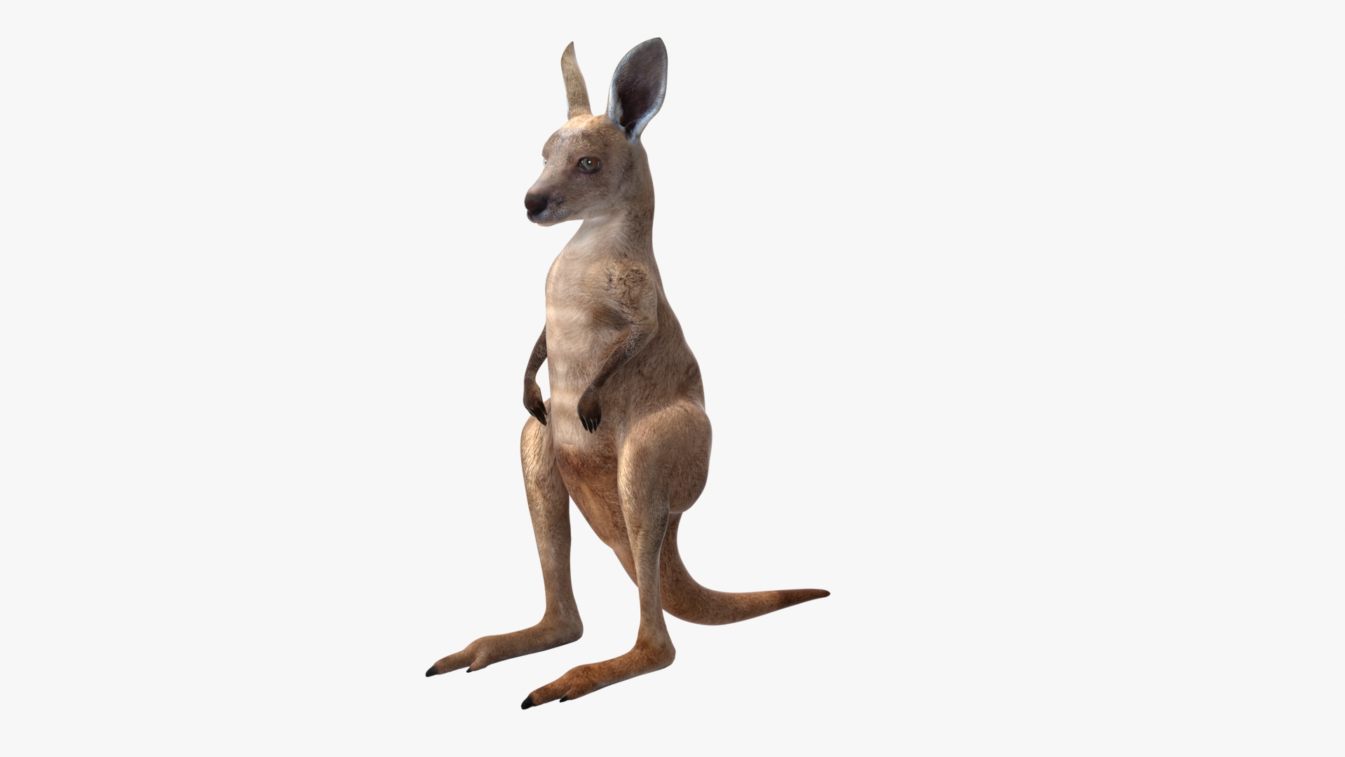 3D Baby Kangaroo In Standing Pose Model - TurboSquid 2248102