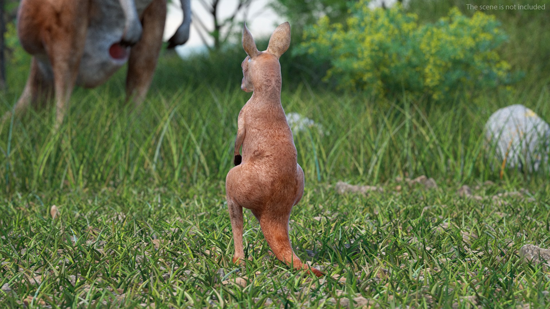 3D Baby Kangaroo In Standing Pose Model - TurboSquid 2248102
