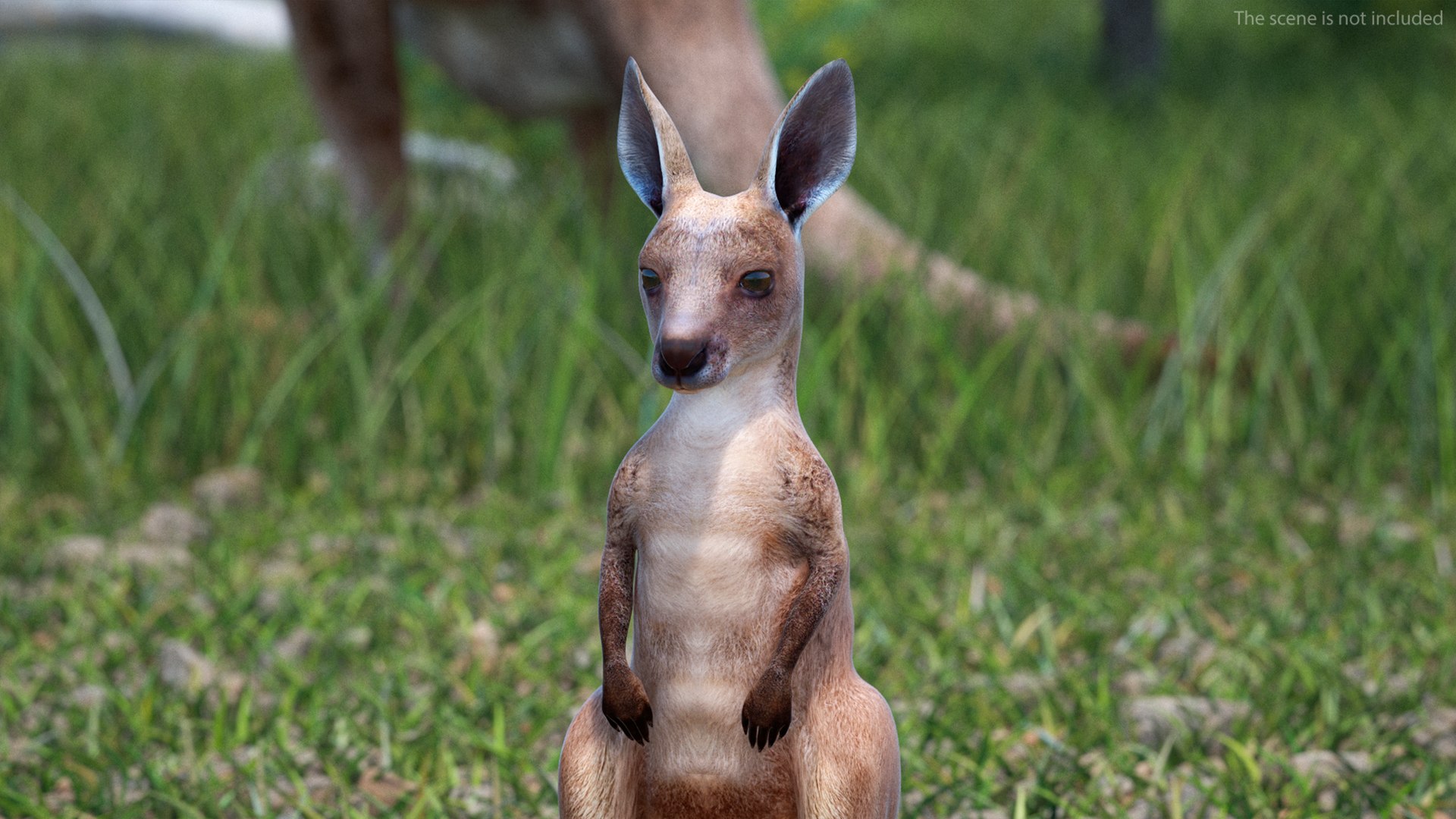 3D Baby Kangaroo In Standing Pose Model - TurboSquid 2248102