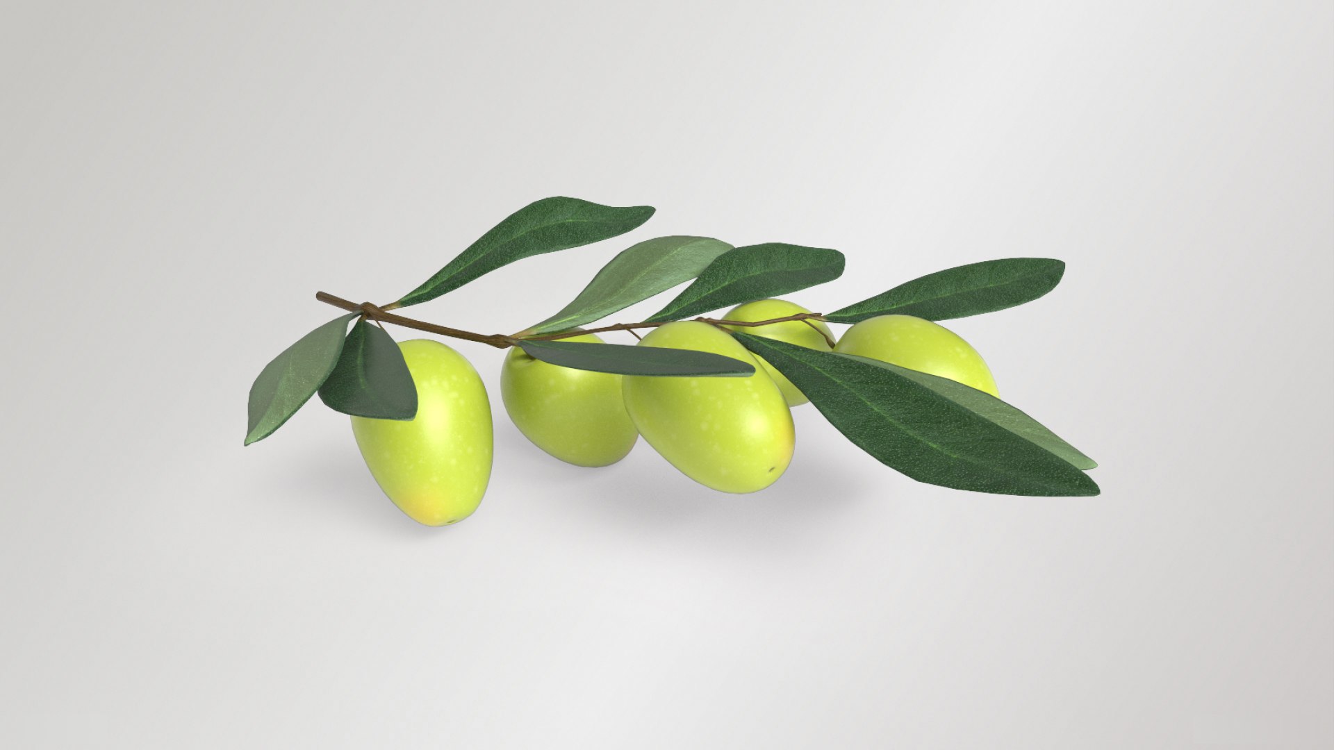 Green Olive Branch 3D Model - TurboSquid 2267946