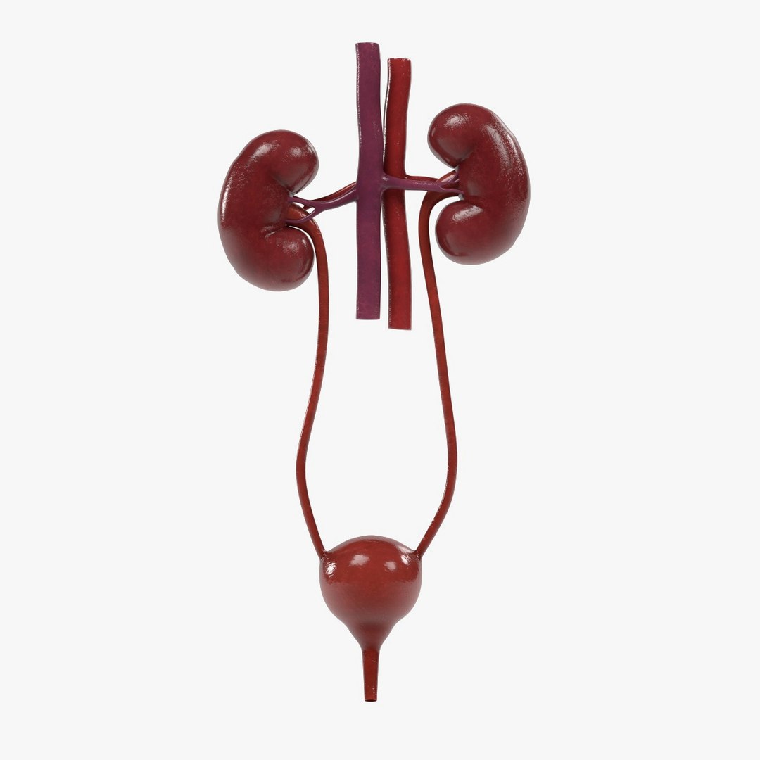3d model urinary