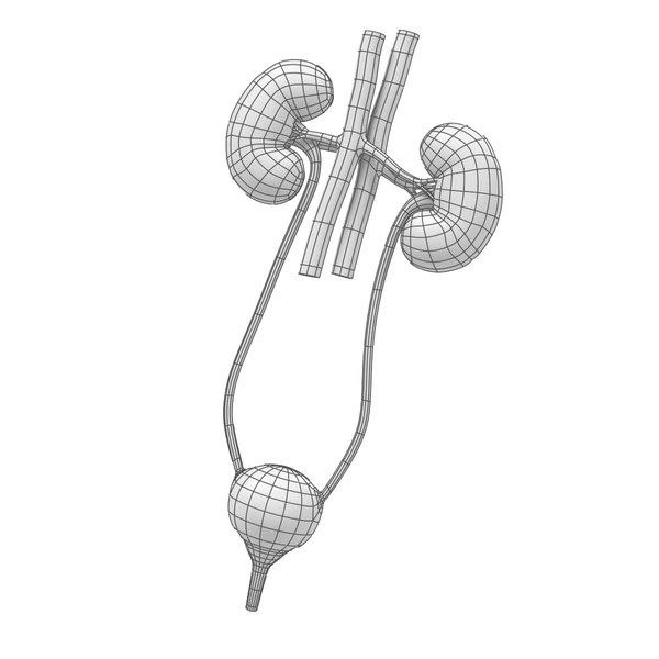 3d model urinary