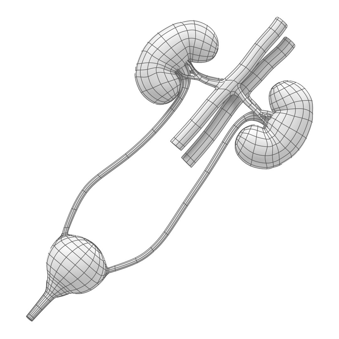 3d Model Urinary