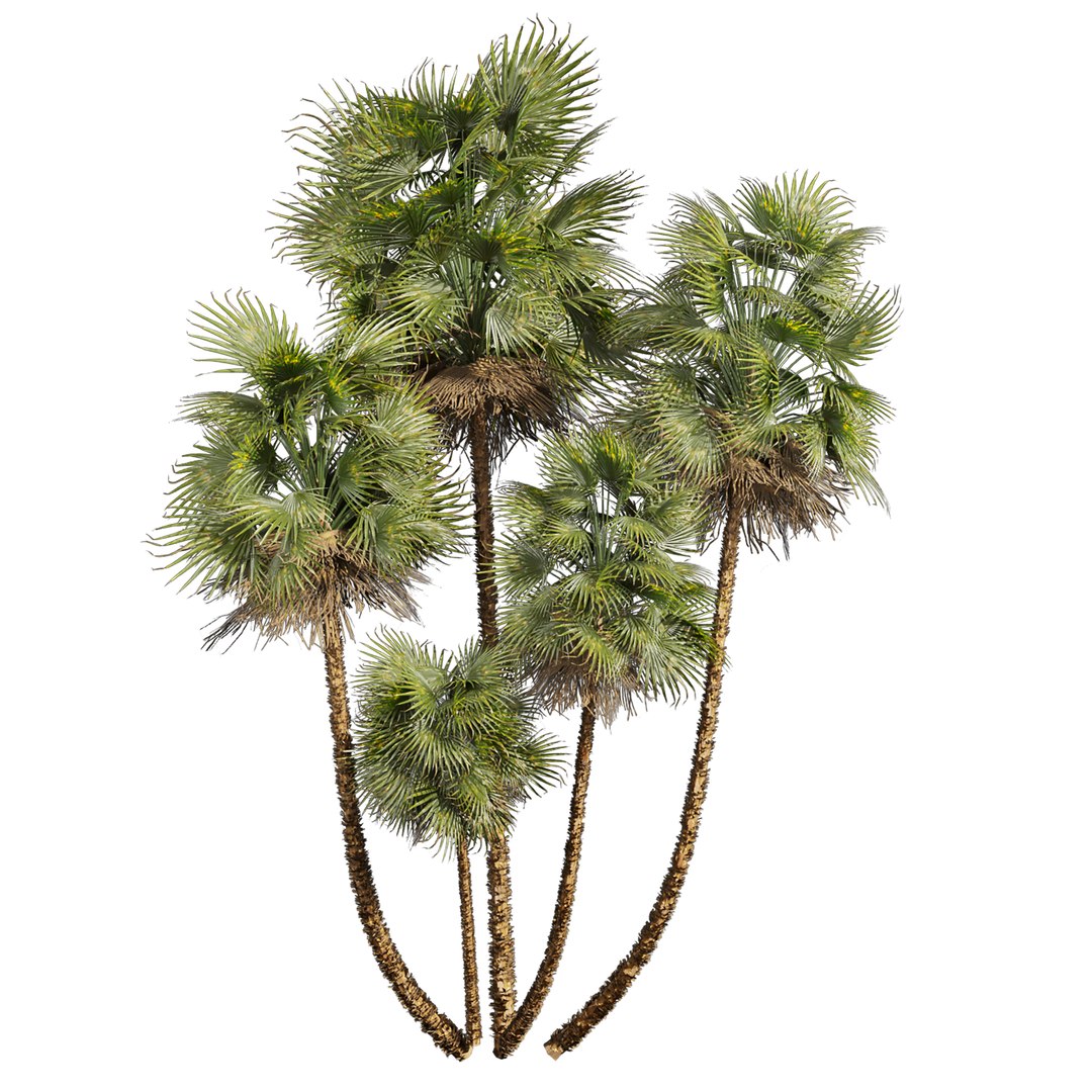 Collection plant vol 559 - Acoelorrhaphe - Wrightii - Everglades - palm ...