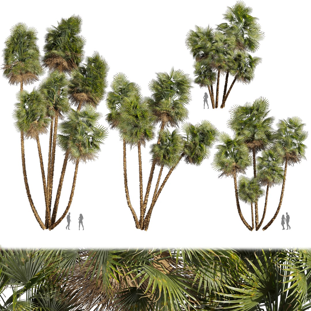 Collection plant vol 559 - Acoelorrhaphe - Wrightii - Everglades - palm ...