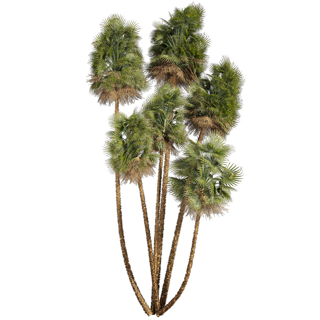 Collection plant vol 559 - Acoelorrhaphe - Wrightii - Everglades - palm ...