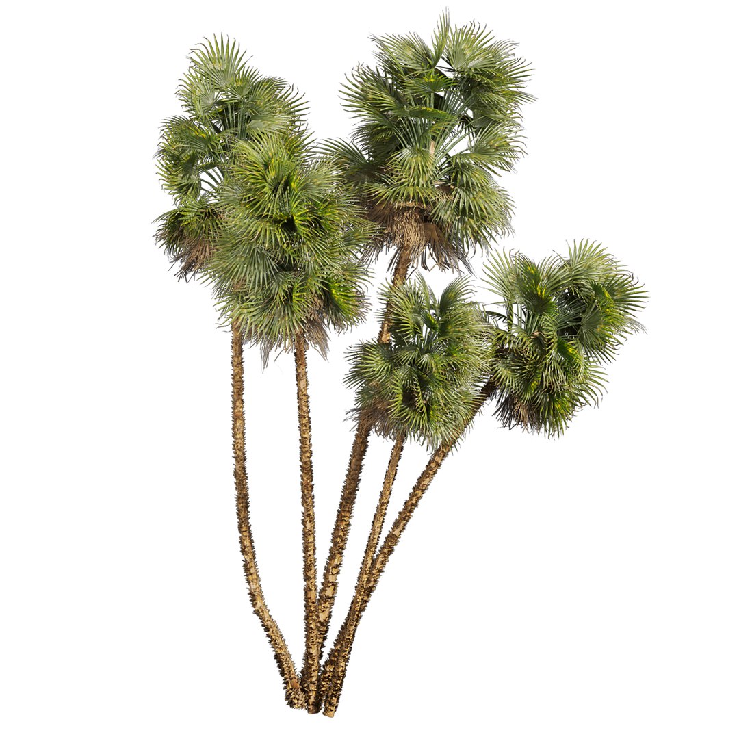 Collection plant vol 559 - Acoelorrhaphe - Wrightii - Everglades - palm ...