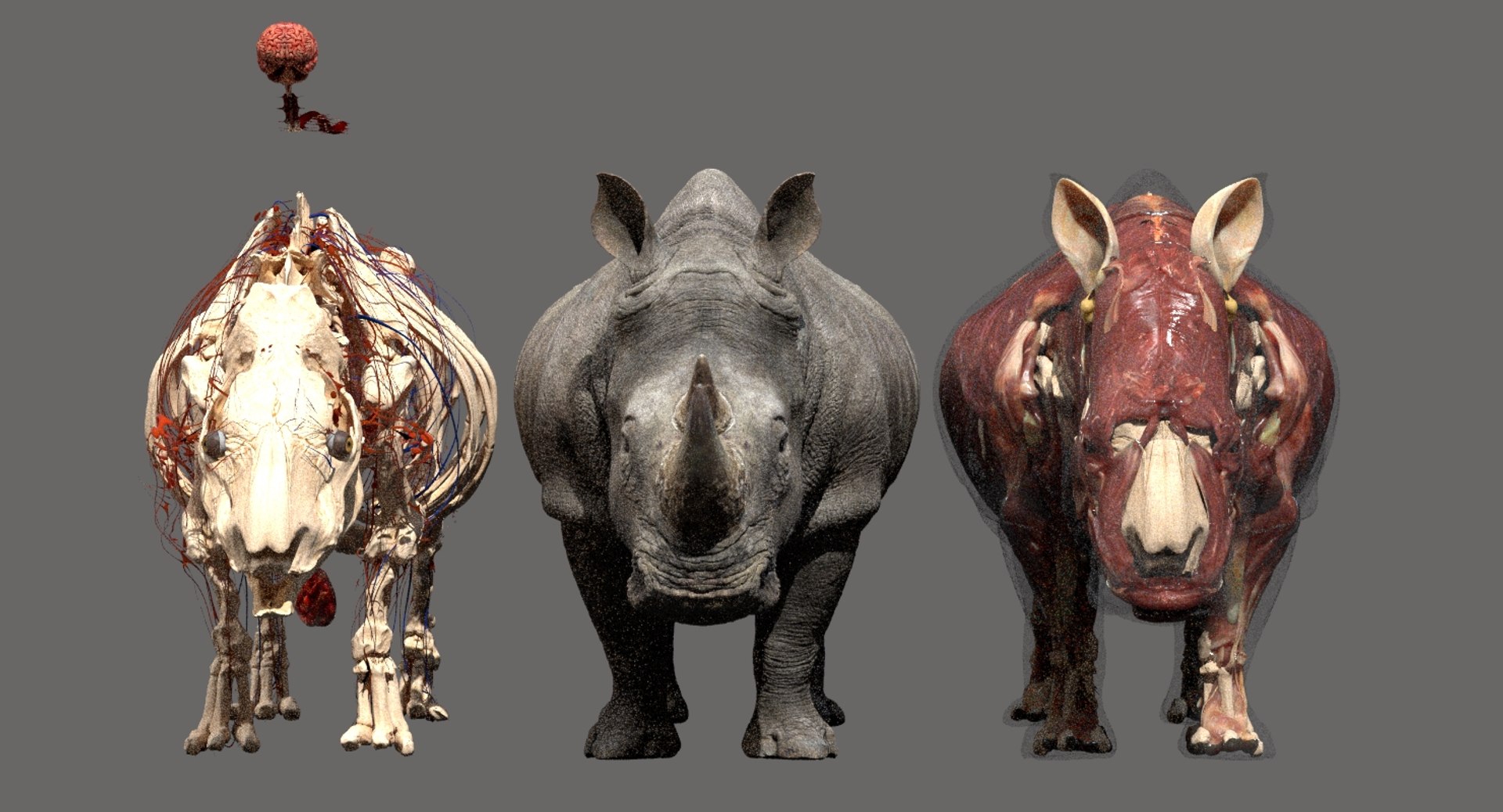 Rhino anatomy model - TurboSquid 1386949
