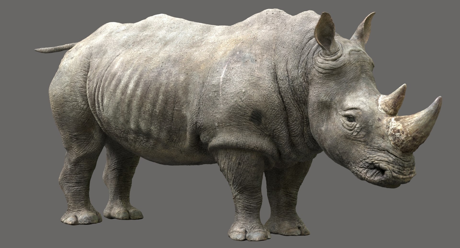 Rhino anatomy model - TurboSquid 1386949