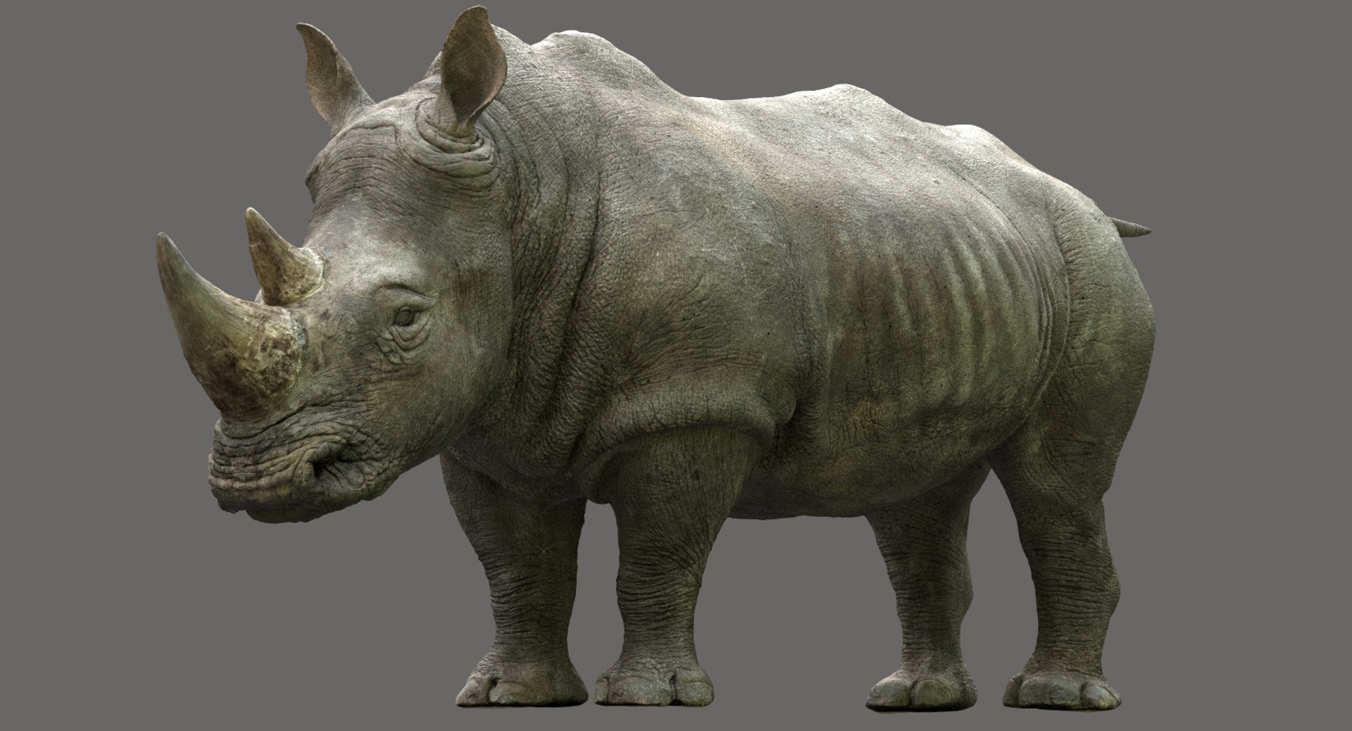 Rhino anatomy model - TurboSquid 1386949