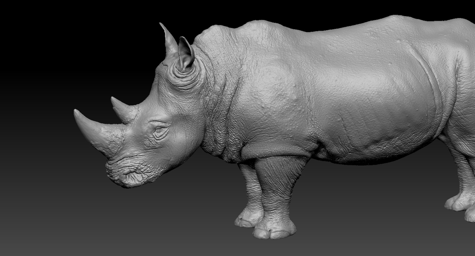 Rhino Anatomy Model - TurboSquid 1386949
